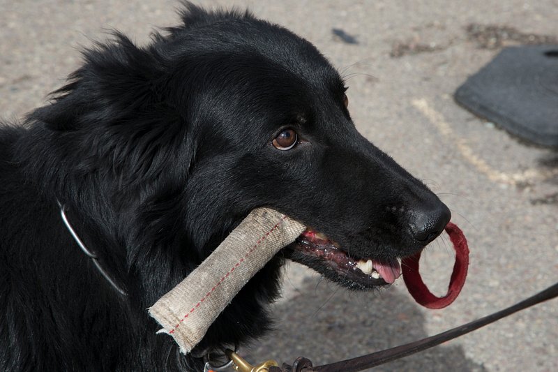 Smuggling Images | Free Photos, PNG Stickers, Wallpapers & Backgrounds ...