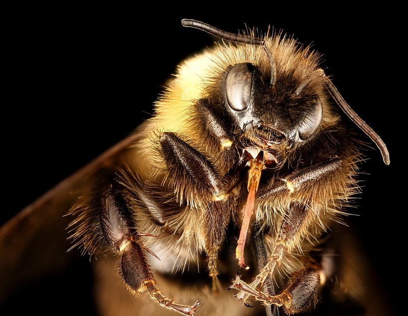 Racine Images | Free Photos, PNG Stickers, Wallpapers & Backgrounds ...