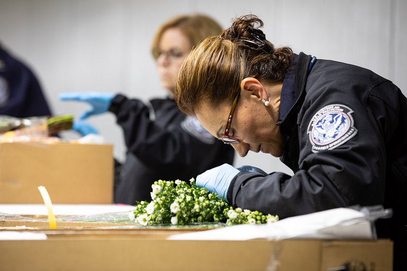 Flower Staff Images | Free Photos, PNG Stickers, Wallpapers ...