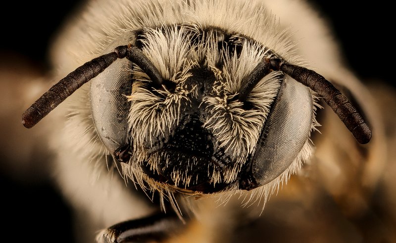 Diadasia diminuta, f, face, Pennington | Free Photo - rawpixel