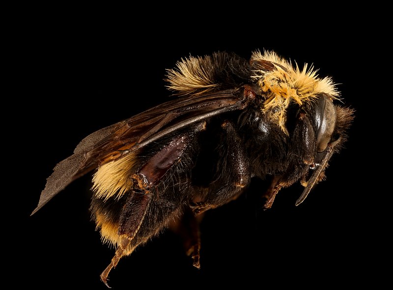 Bombus crotchii, f, right, Yolo | Free Photo - rawpixel