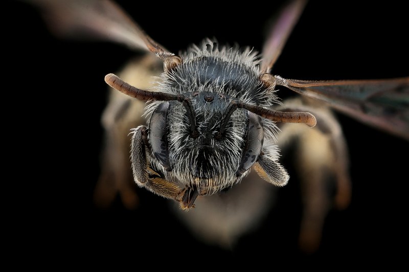 Gold Bee Images | Free Photos, PNG Stickers, Wallpapers & Backgrounds ...