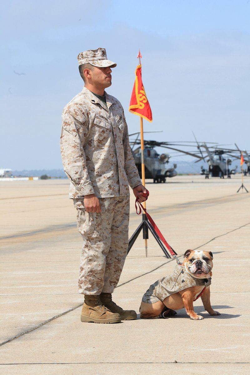 Dogs Military Images | Free Photos, PNG Stickers, Wallpapers ...