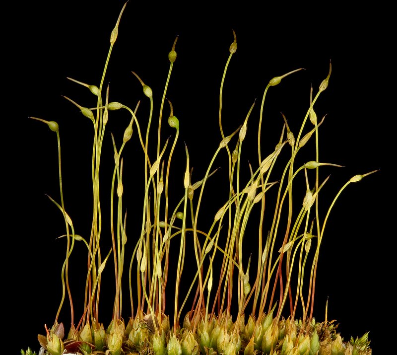 Spores Images | Free Photos, PNG Stickers, Wallpapers & Backgrounds ...