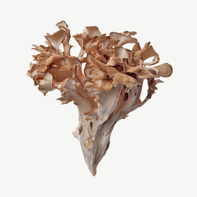 Maitake Images | Free Photos, PNG Stickers, Wallpapers & Backgrounds ...
