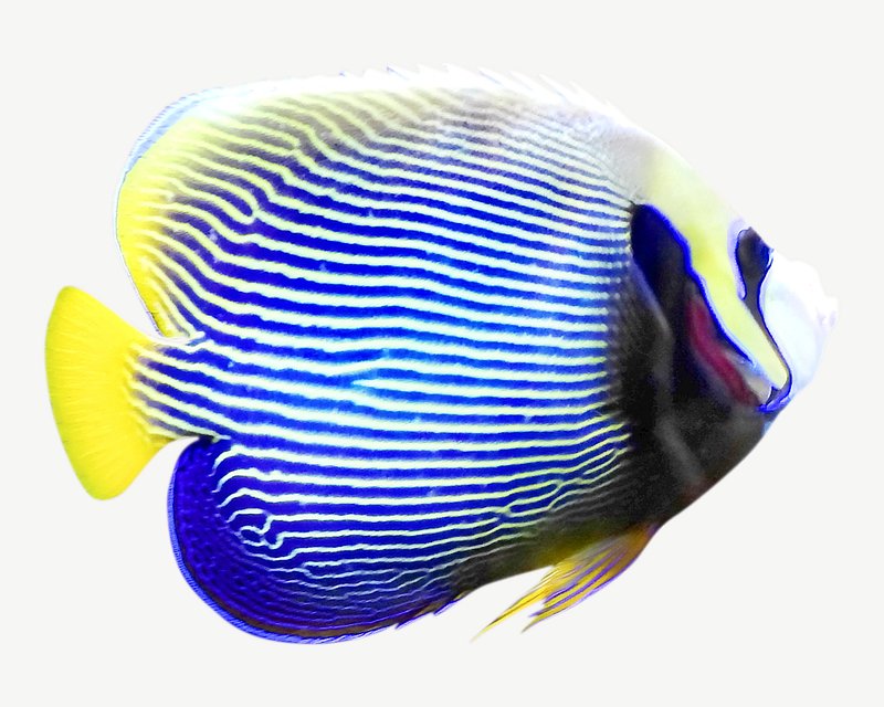 Free Stock Photos, PNGs, Templates & Mockups | rawpixel