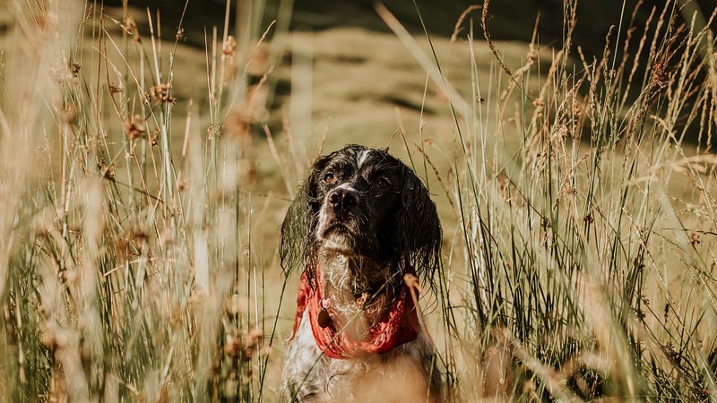 Dog in autumn desktop wallpaper, | Premium Photo - rawpixel