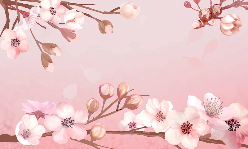 Hand drawn cherry blossoms on a pink | Premium Vector - rawpixel