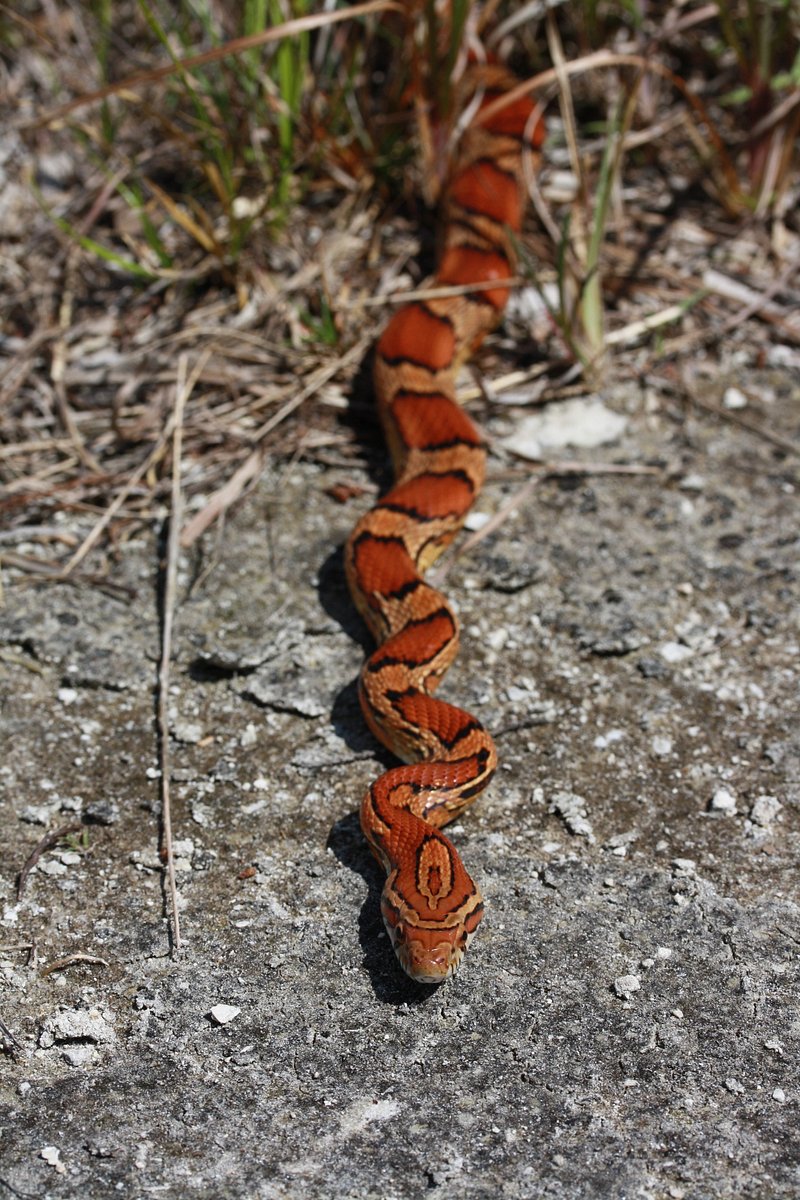 Corn Snake. | Free Photo - rawpixel