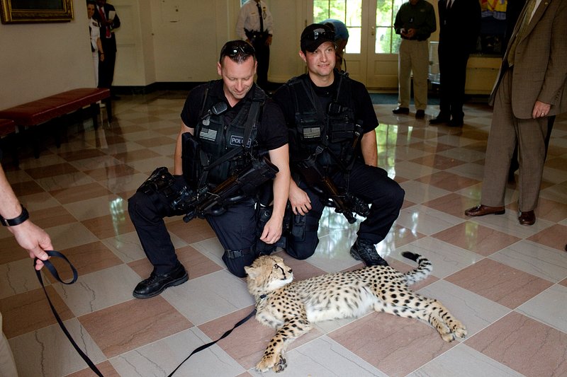Security guards pet a Cheetah | Free Photo - rawpixel