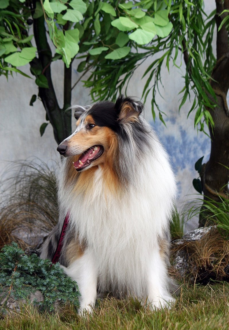Beautiful Collie Images | Free Photos, PNG Stickers, Wallpapers ...