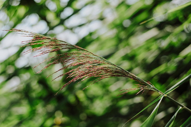 Grass blowing in the wind | Free Photo - rawpixel