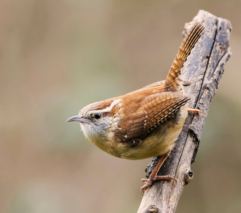Wren Images | Free Photos, PNG Stickers, Wallpapers & Backgrounds ...