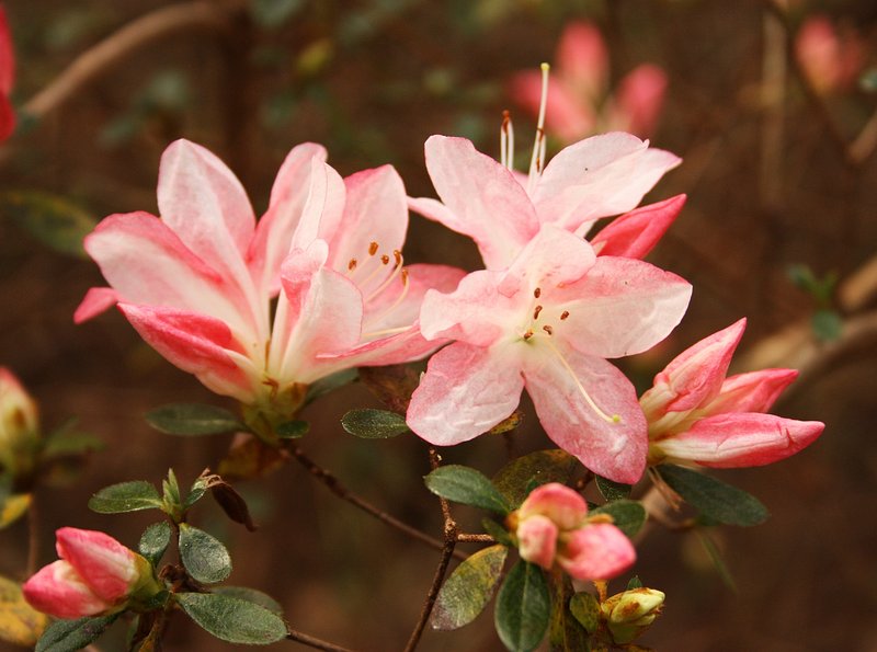 Azalea Images | Free Photos, PNG Stickers, Wallpapers & Backgrounds ...