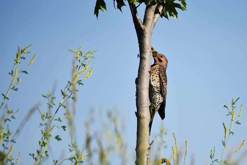 Northern flickerWe spotted this northern | Free Photo - rawpixel