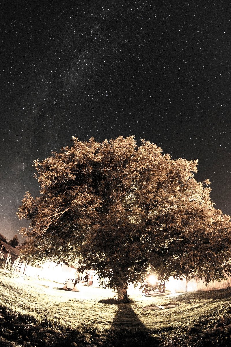 walnut tree under stars | Free Photo - rawpixel