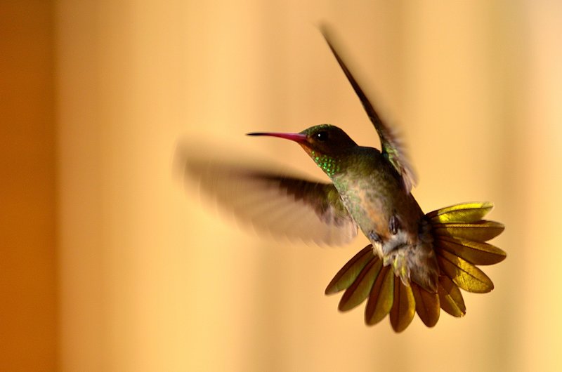 Colibri Images | Free Photos, PNG Stickers, Wallpapers & Backgrounds ...