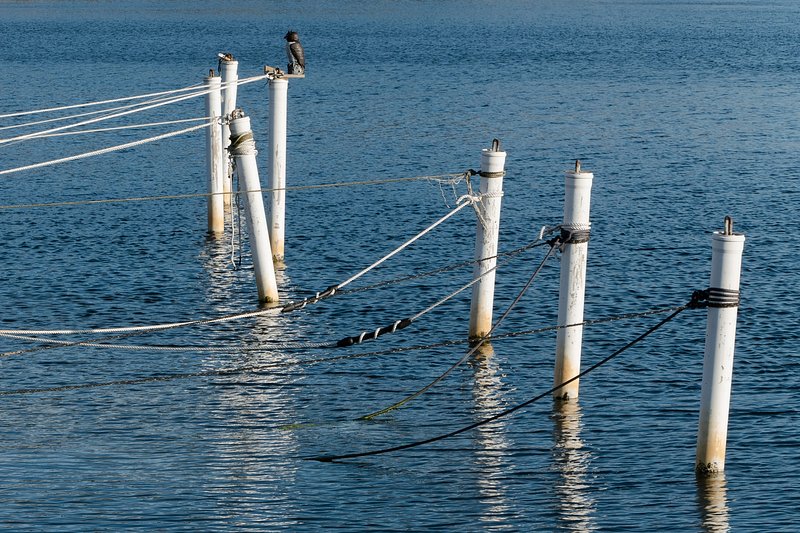 Decoy Images | Free Photos, PNG Stickers, Wallpapers & Backgrounds ...