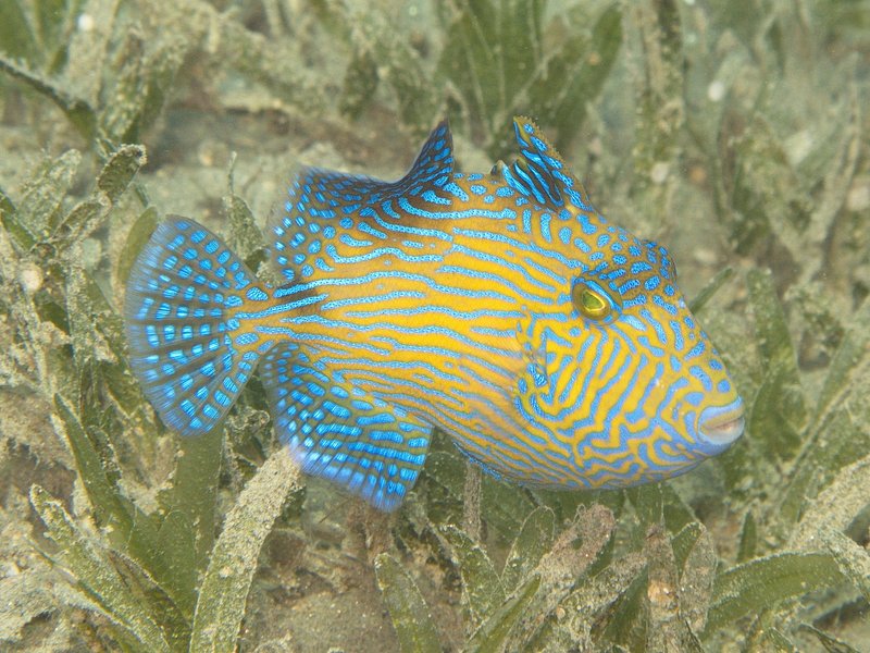 Triggerfish Images | Free Photos, PNG Stickers, Wallpapers ...