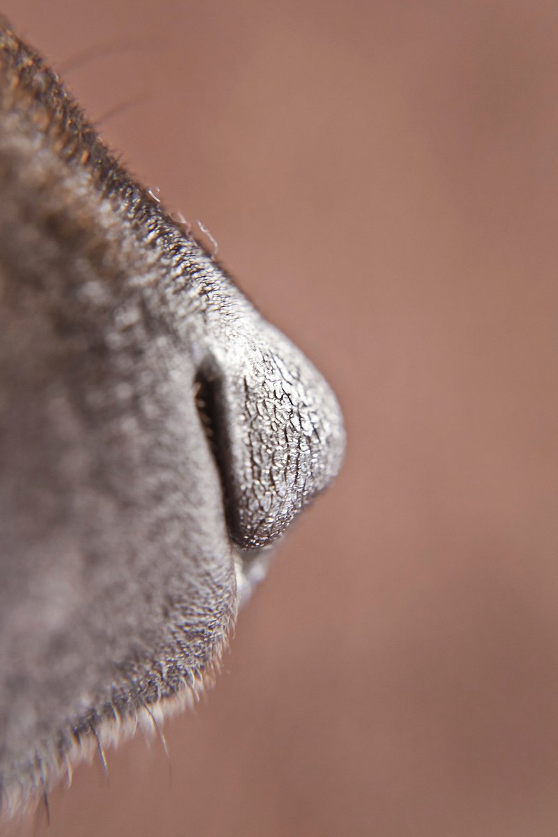 Close up dog nose. Free | Free Photo - rawpixel