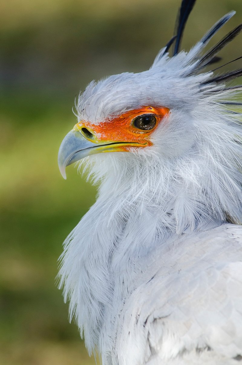 Secretarybird Images | Free Photos, PNG Stickers, Wallpapers ...