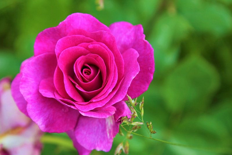 Bahar Images | Free Photos, PNG Stickers, Wallpapers & Backgrounds ...