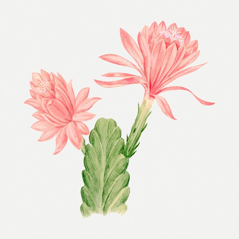 Bitterroot Flower Sketch