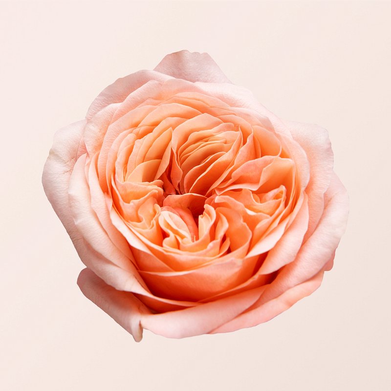 Pink rose, collage element psd | Premium PSD - rawpixel