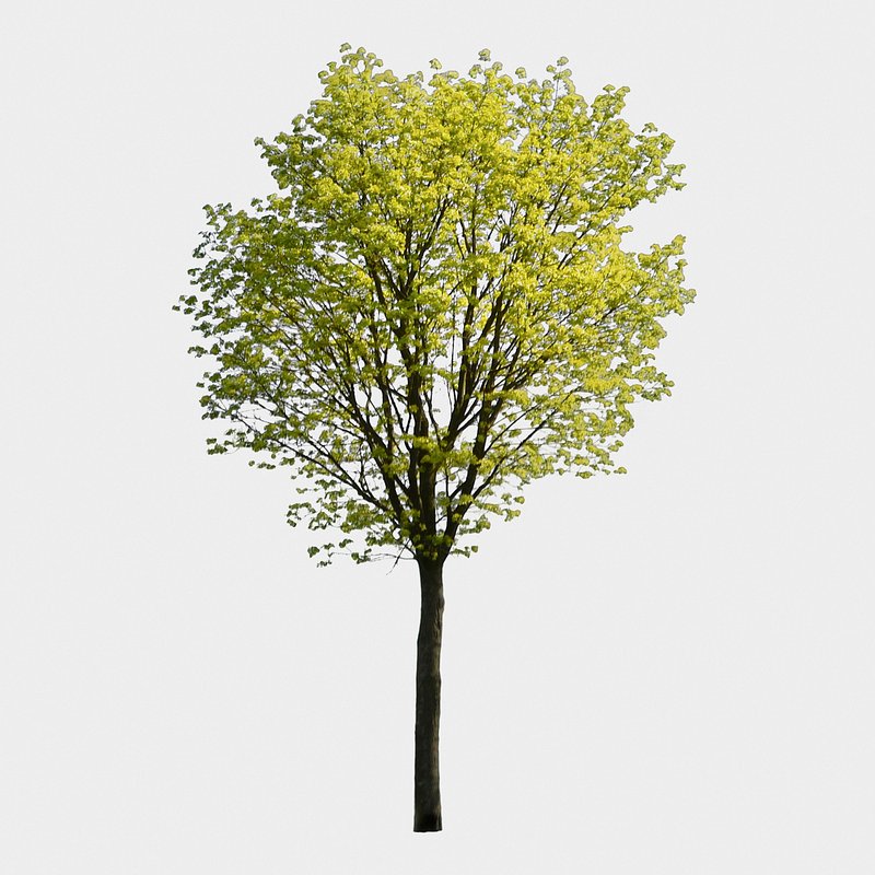 Tree isolated white, nature design | Premium PSD - rawpixel