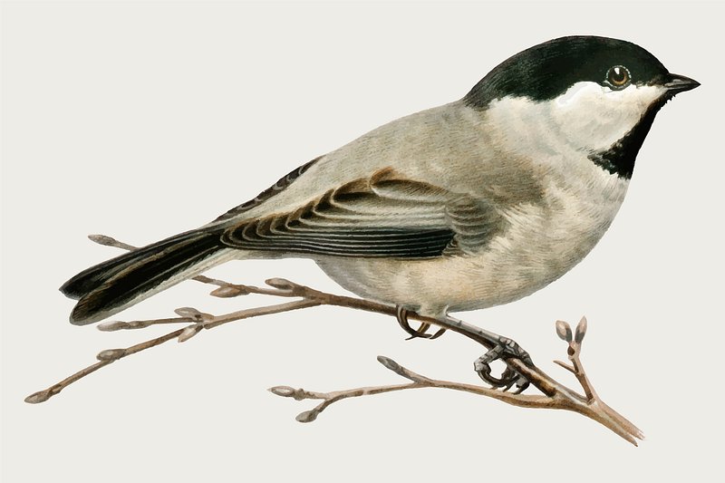 Black-capped chickadee bird vector hand | Premium Vector Illustration ...