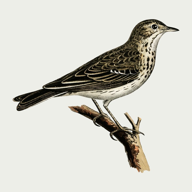 Vector tree pipit bird hand | Premium Vector Illustration - rawpixel
