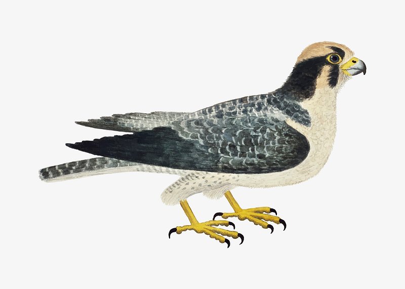 Lanner falcon vector antique watercolor | Premium Vector Illustration ...