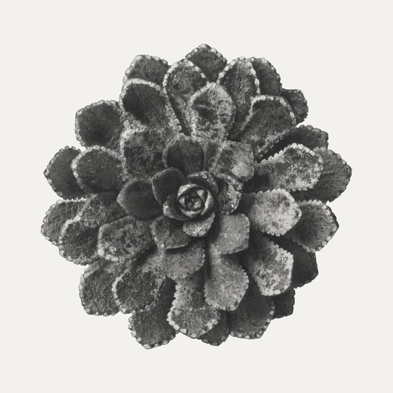 Margined Pyramidal Saxifrage (Saxifraga Aizoon) | Premium Vector - rawpixel