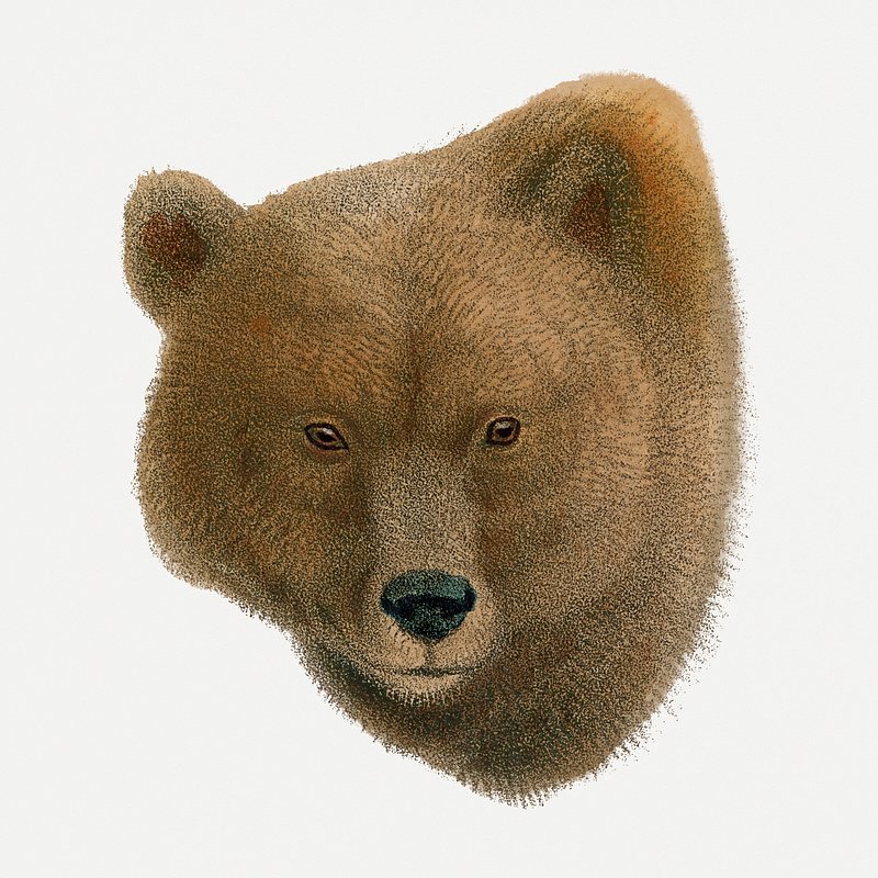 Bear collage element, vintage wildlife | Premium PSD Illustration ...