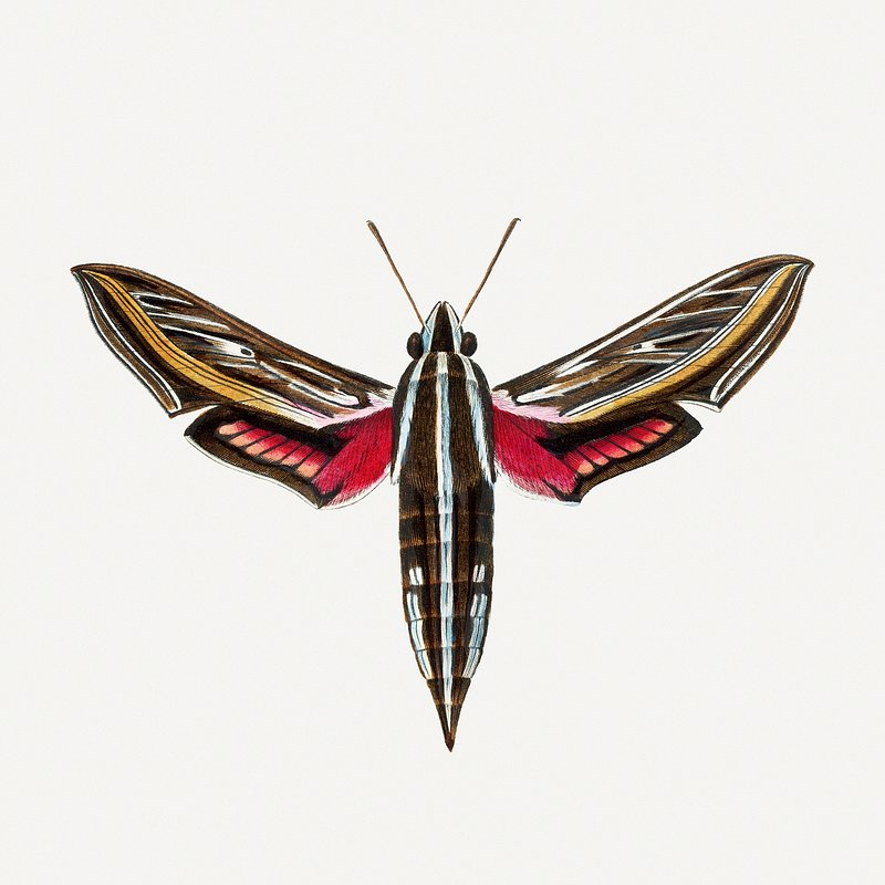 Moth illustration, aesthetic painting | Photo Illustration - rawpixel