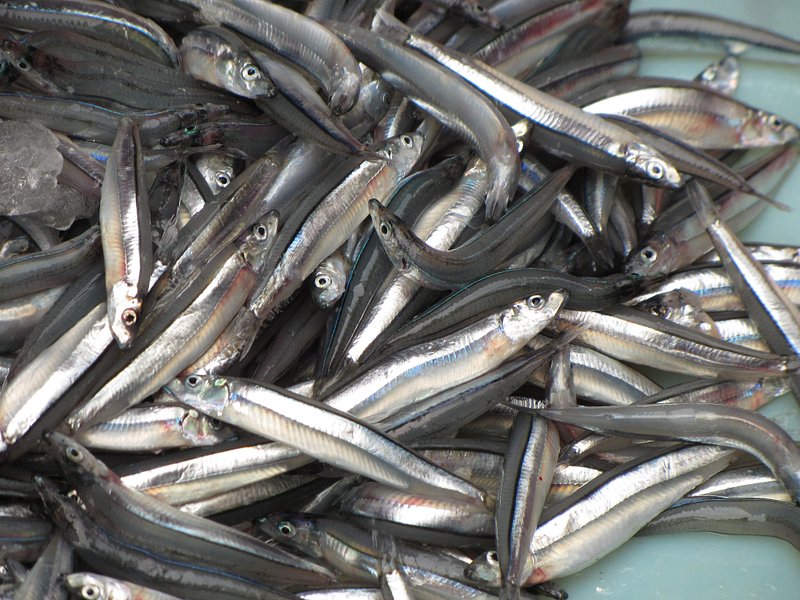 Free fresh anchovy image. public | Free Photo - rawpixel