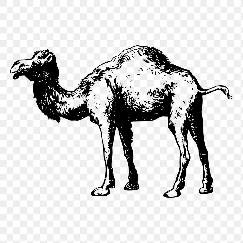 Camel png sticker, vintage animal | Free PNG - rawpixel