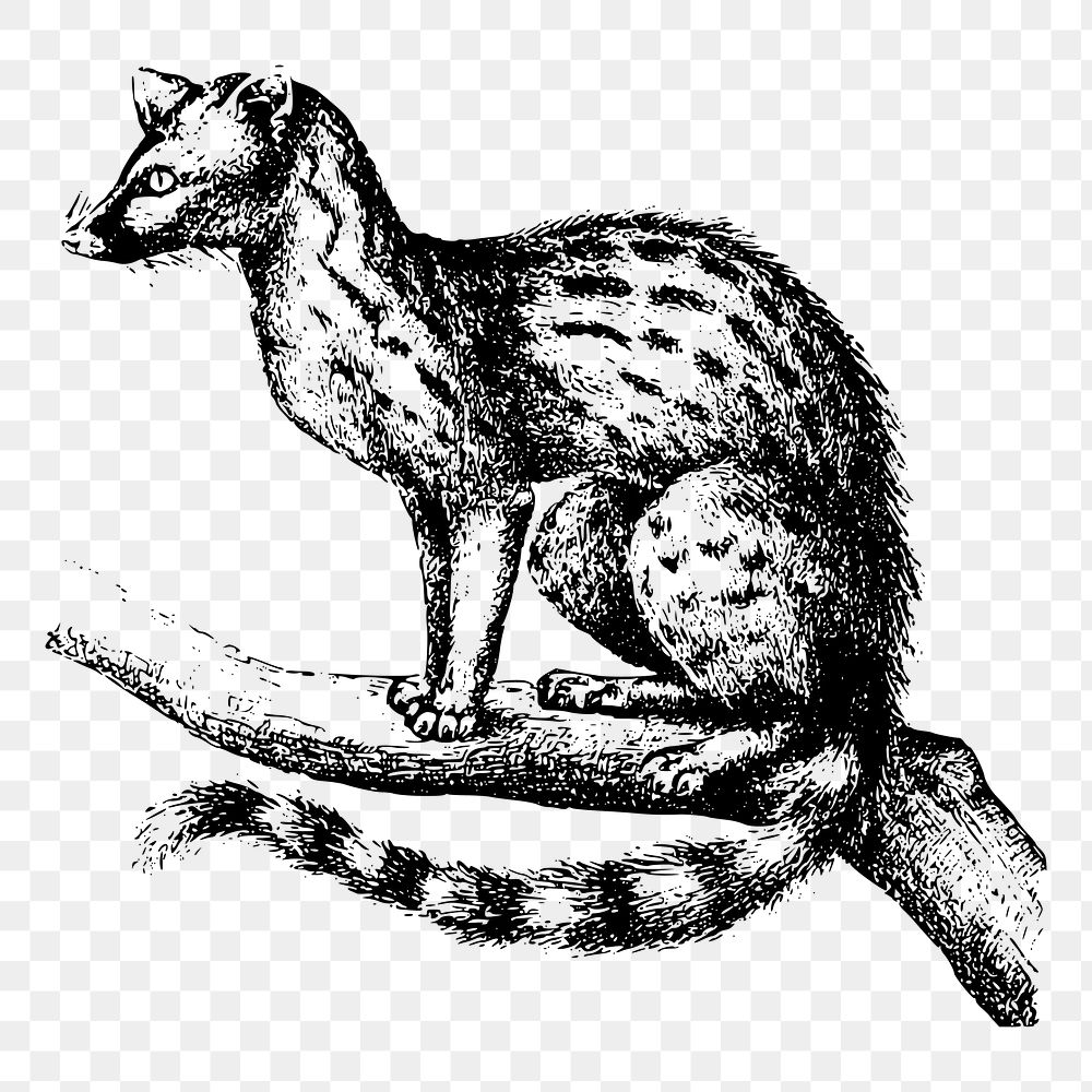 Genet png sticker, vintage animal | Free PNG - rawpixel