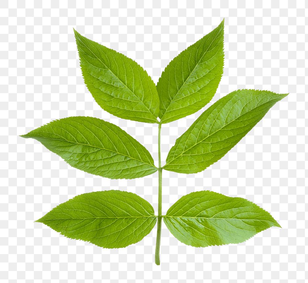 Leaf branch png sticker, cut | Free PNG - rawpixel