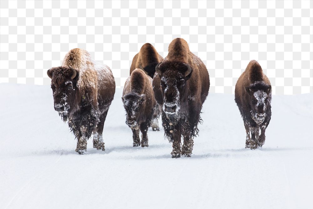 PNG Group of bison, collage | Free PNG - rawpixel