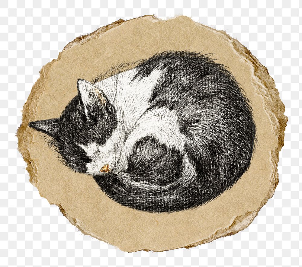 Png sleeping cat sticker, Jean | Premium PNG - rawpixel