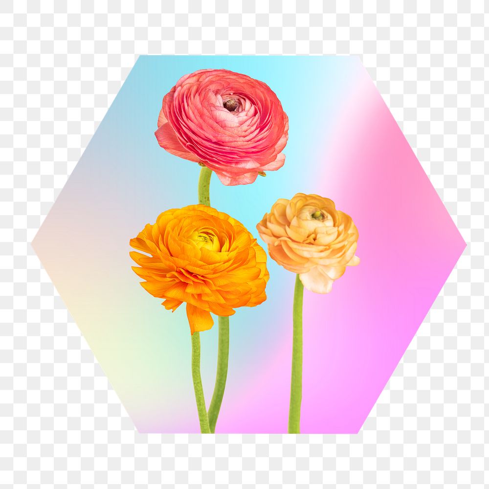 Rose png on gradient shape, | Free PNG - rawpixel