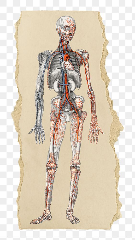 Human body png sticker, hand | Premium PNG - rawpixel