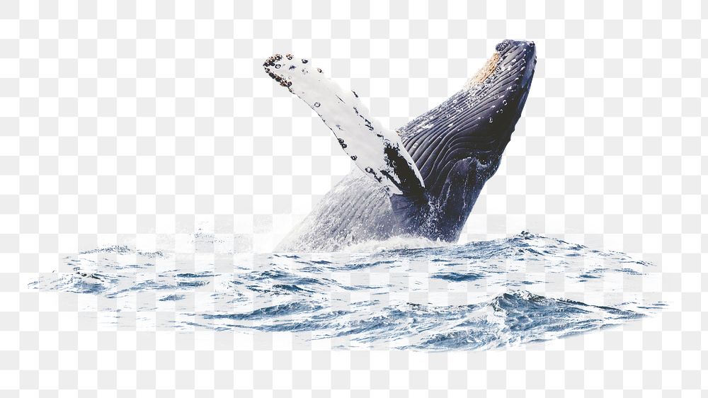 Whale png sticker, animal, transparent | Free PNG - rawpixel