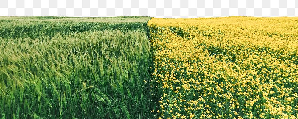 Agriculture fields png border, transparent | Free PNG - rawpixel