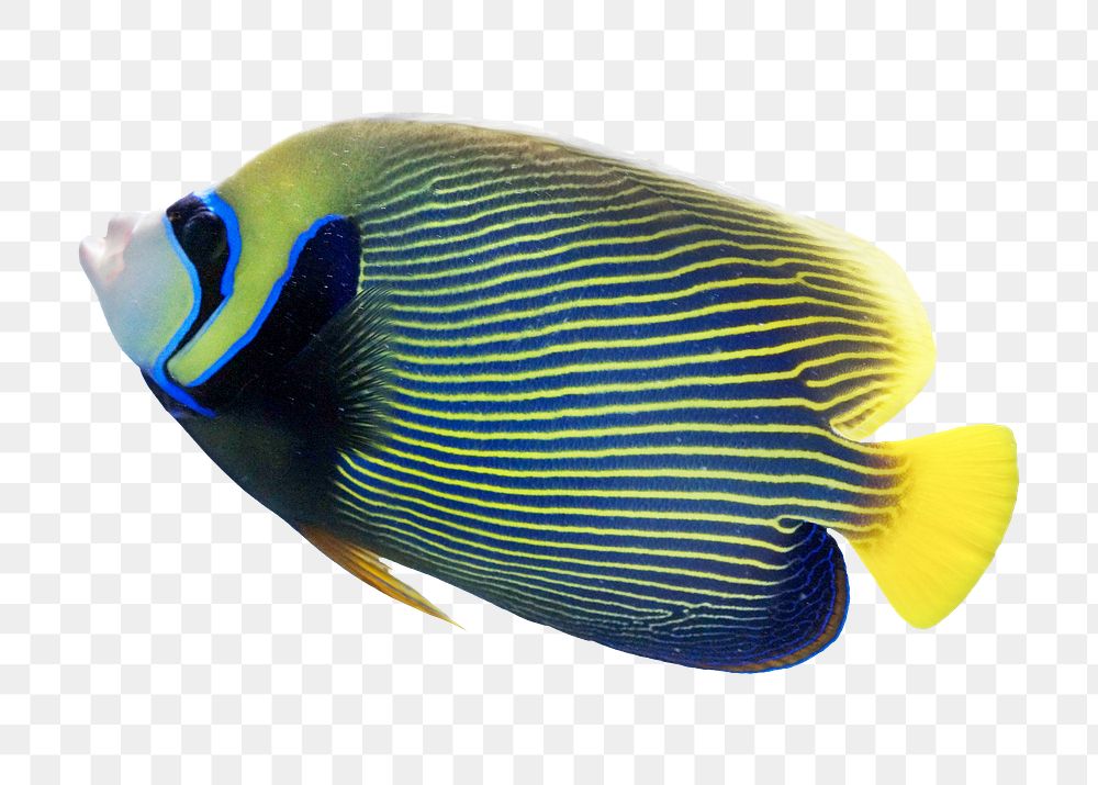 Exotic fish png sticker, transparent | Free PNG - rawpixel