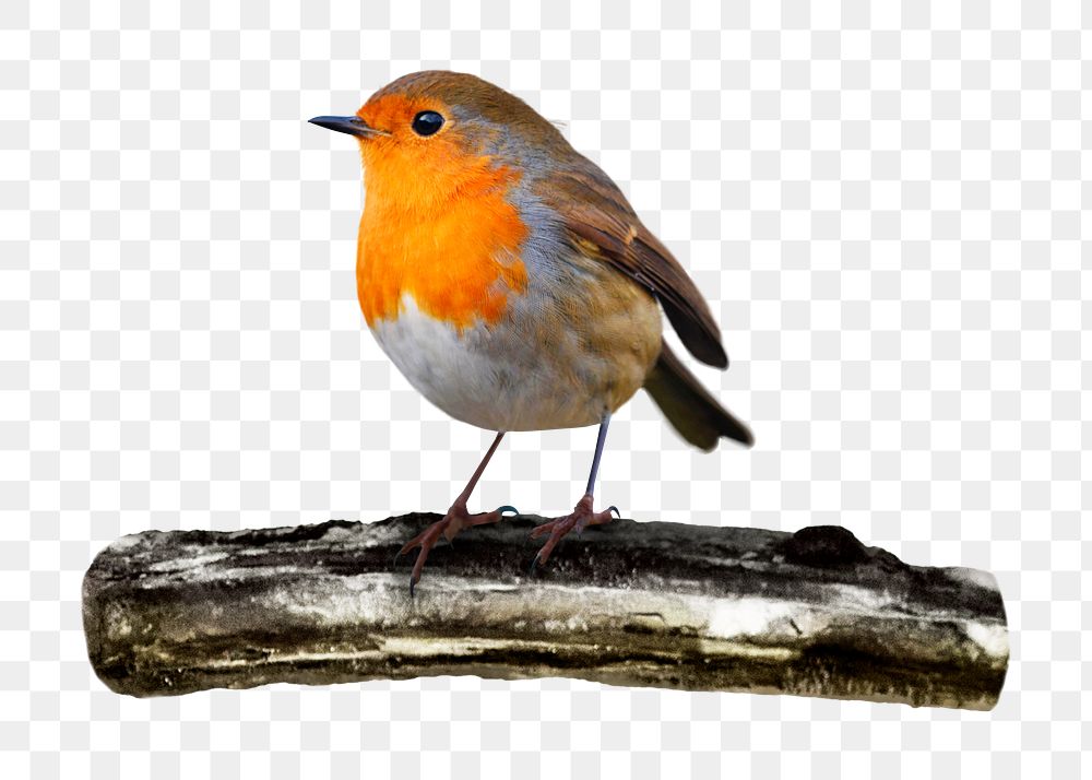 European robin bird png sticker, | Free PNG - rawpixel