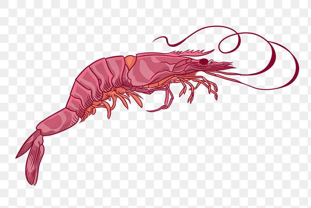 Vintage prawn png sticker, sea | PNG - rawpixel
