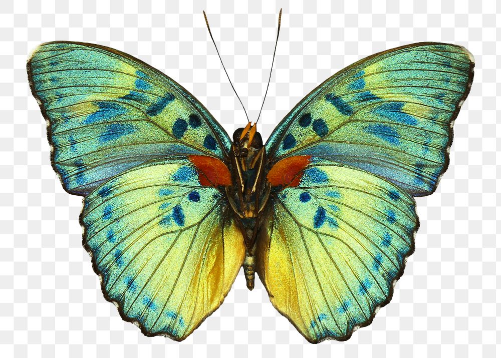 Green butterfly png sticker, transparent | Free PNG - rawpixel