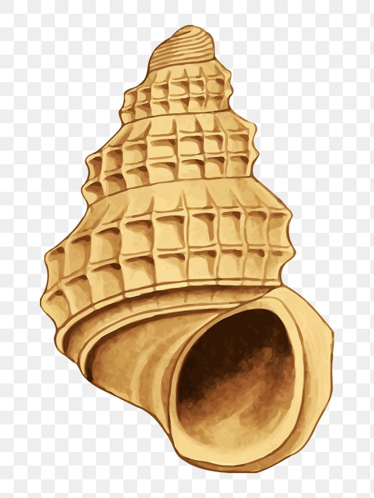 PNG Conch clipart, transparent background. | Free PNG - rawpixel